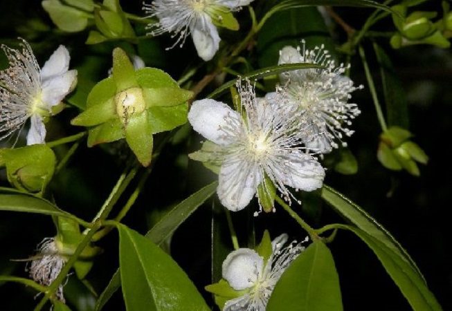 Cerella, la reina de la selva
