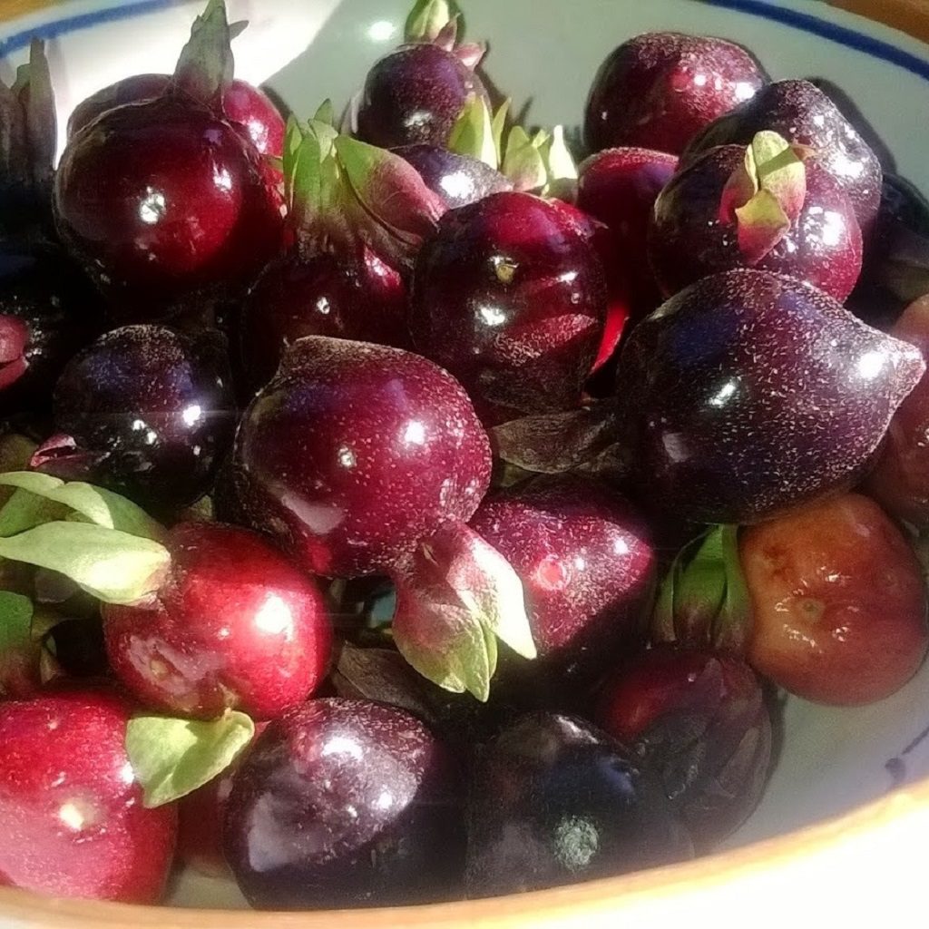 Cerella, la reina de la selva